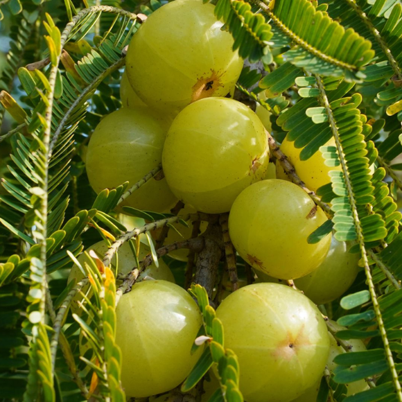 The Incredible Benefits of Triphala: Nature's Power Trio – Tejaswani ...